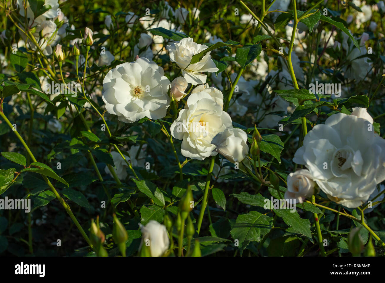 White roses on nature background Stock Photo - Alamy