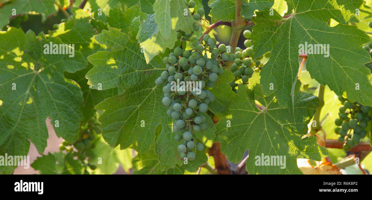 Unripened, green grapes Stock Photo - Alamy