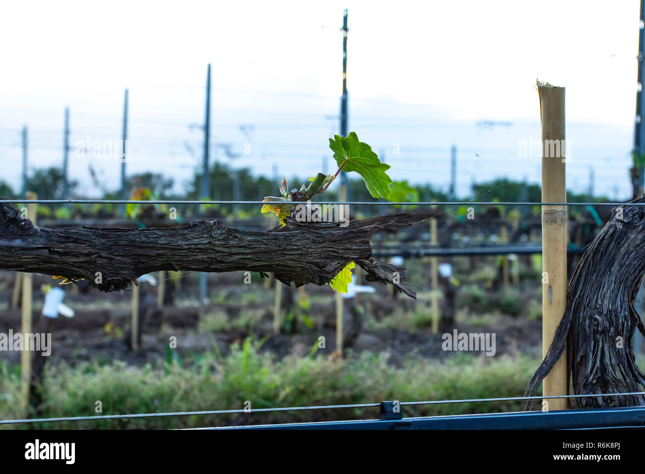 Grape tree pruning. Pruned and trimmed for growth to harvest. View on ...