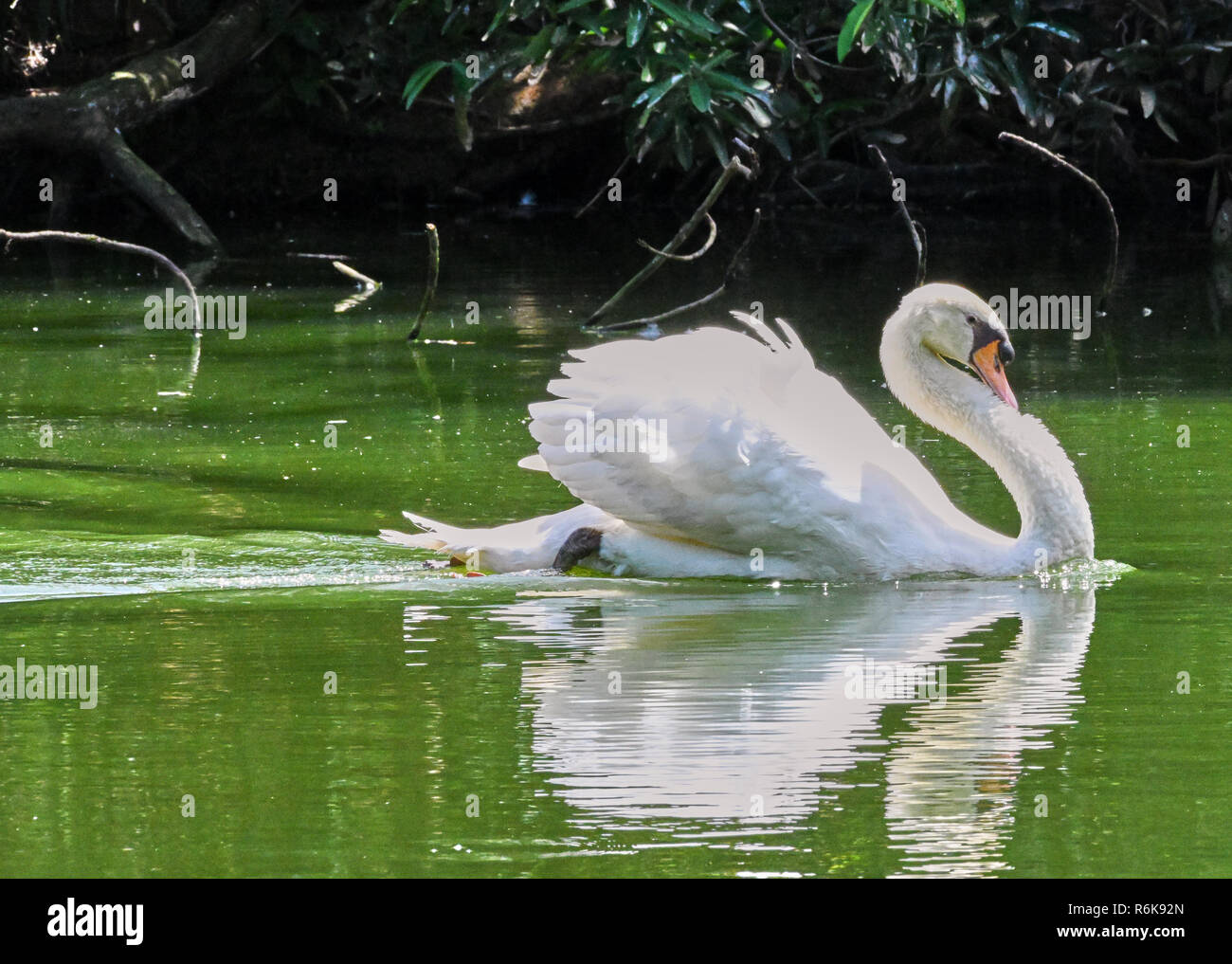 No swan hi-res stock photography and images - Alamy