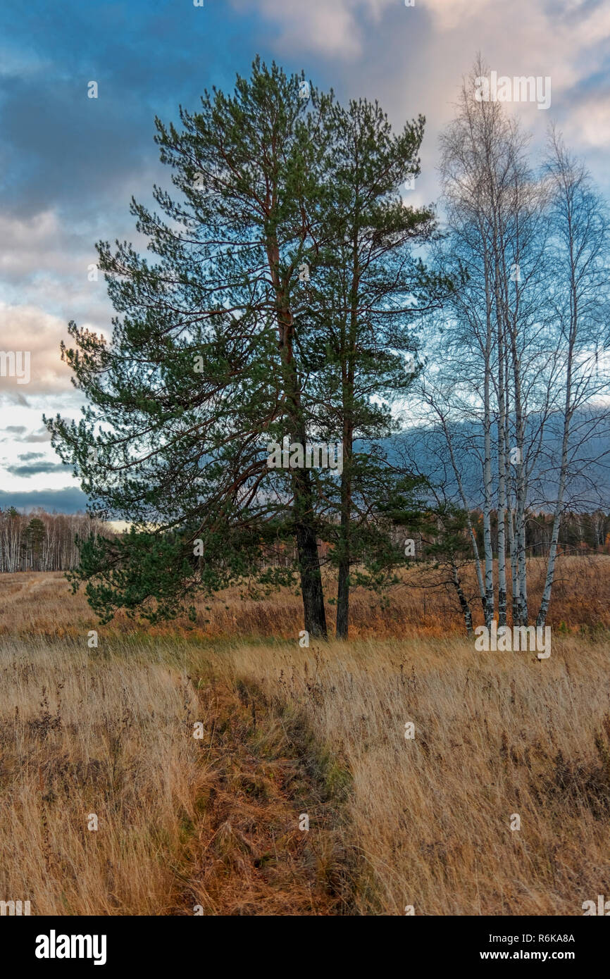 Autumn landscape with dried grass in the meadow on the background of ...