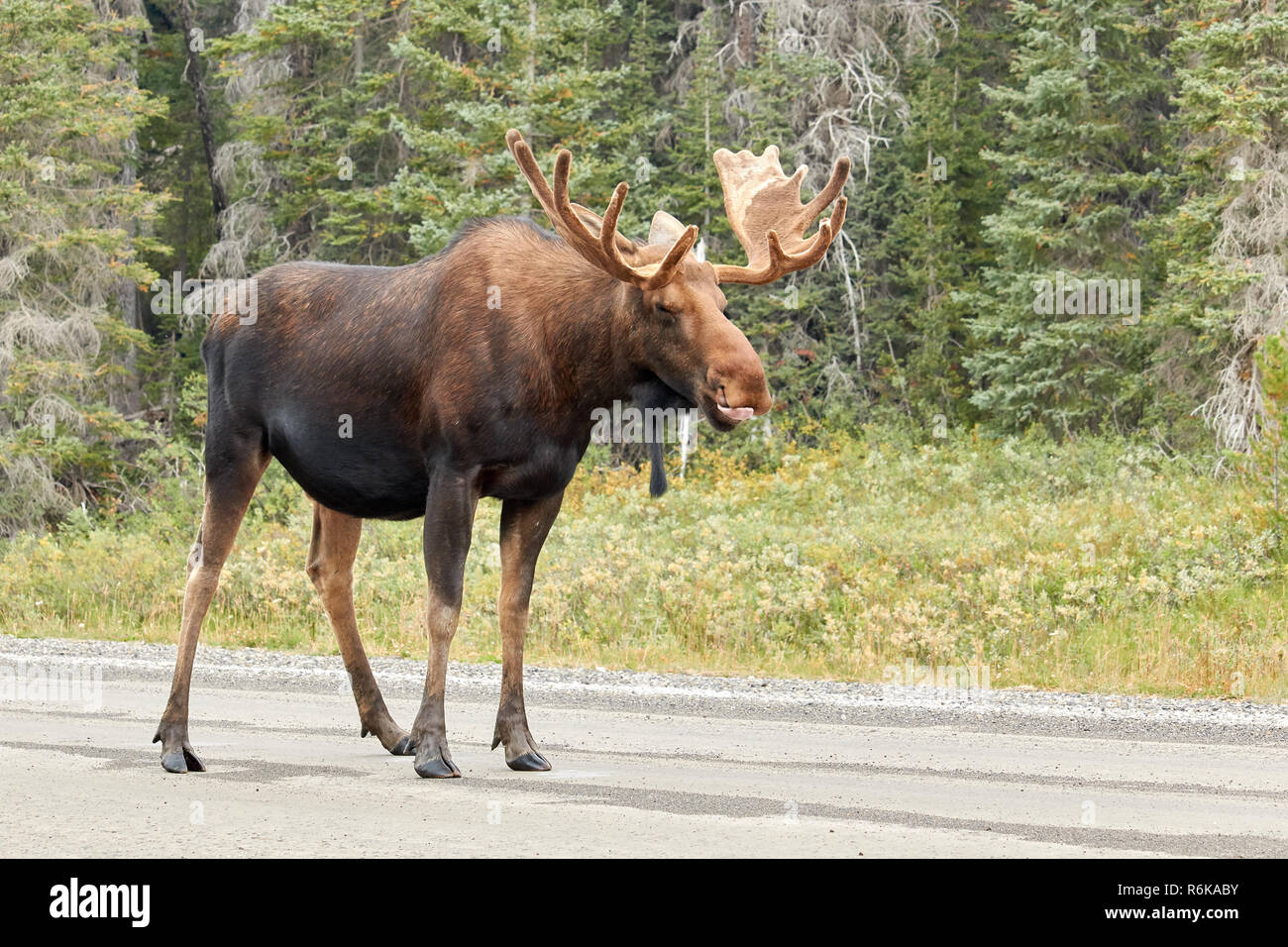 Canada Road Moose Stock Photos & Canada Road Moose Stock Images - Alamy