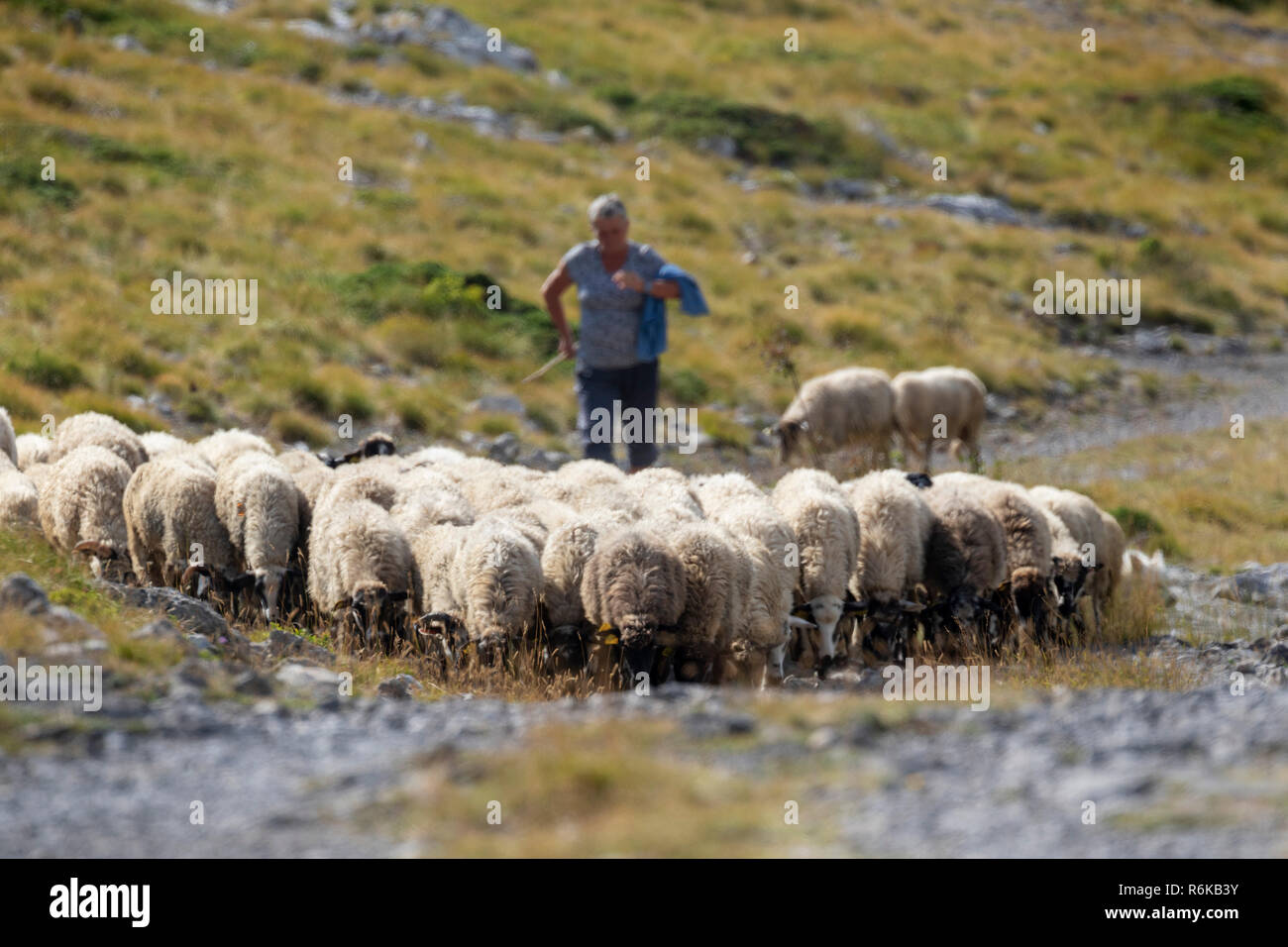 The herd of sheep and the shepherd on the Velebit Mountain, Croatia ...