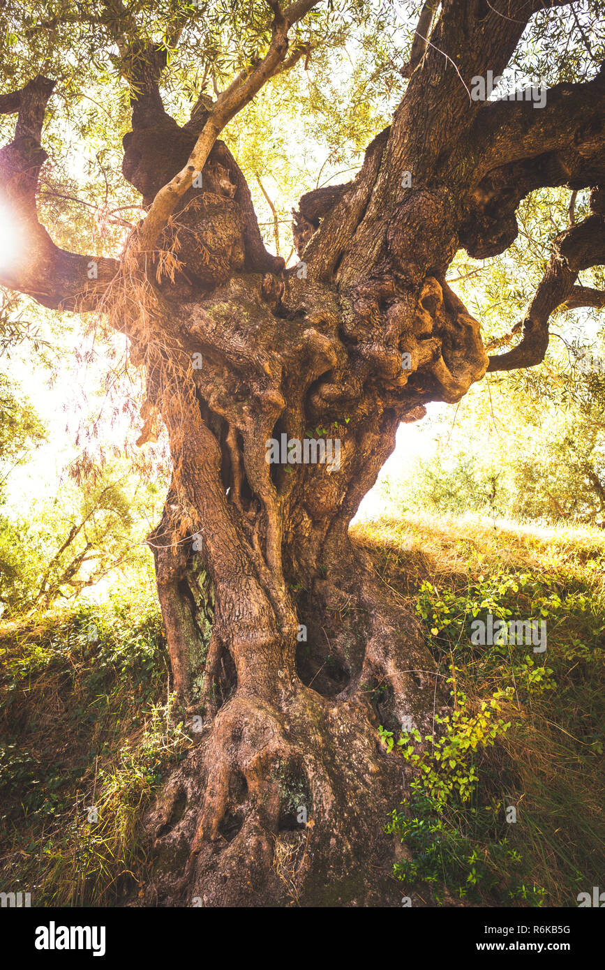 Olive tree at sunrise hi-res stock photography and images - Alamy