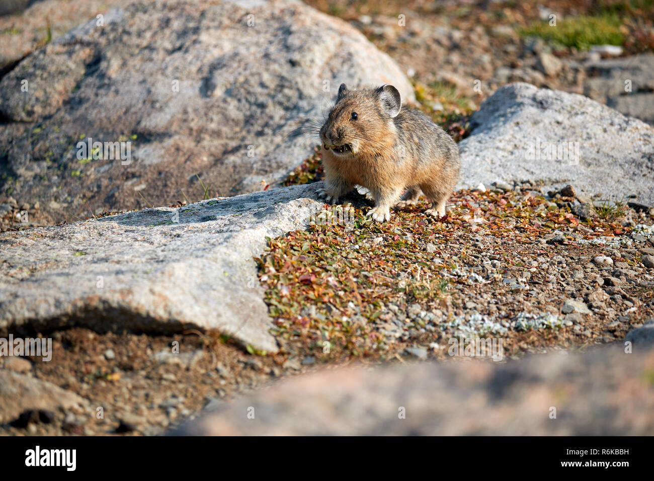 Small canadian mammal hi-res stock photography and images - Alamy