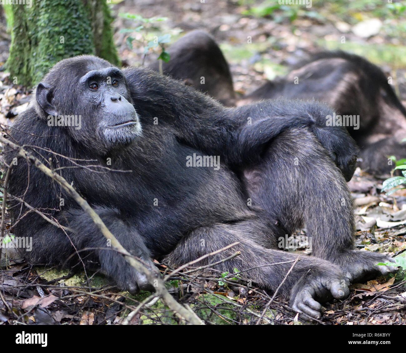 Chimpanzee male hi-res stock photography and images - Alamy