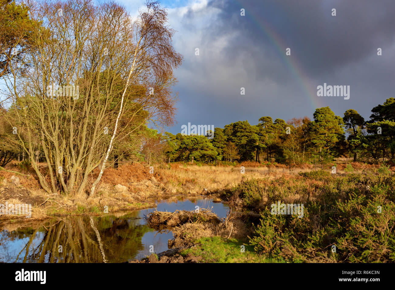 Vibrant landscape photograph taken on Canford heath nature reserve with ...