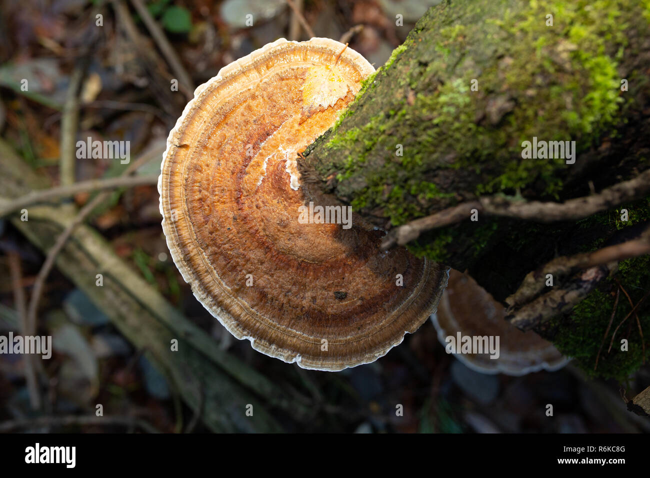 Fan shaped fungi hi-res stock photography and images - Alamy