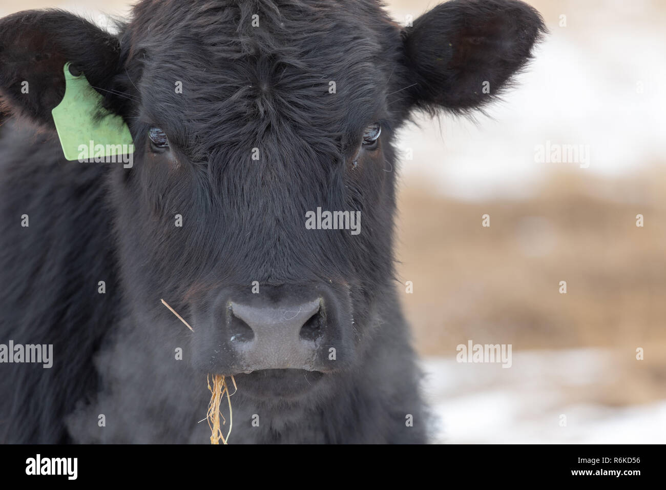 Close headshot of an Angus bull looking at the camera with hay hanging ...