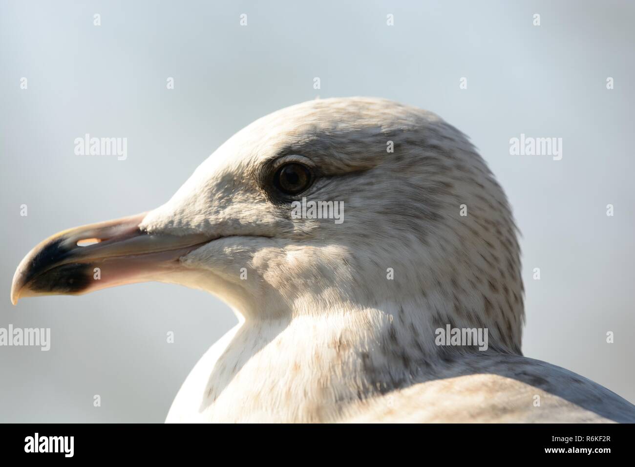 Seagull head perching hi-res stock photography and images - Alamy