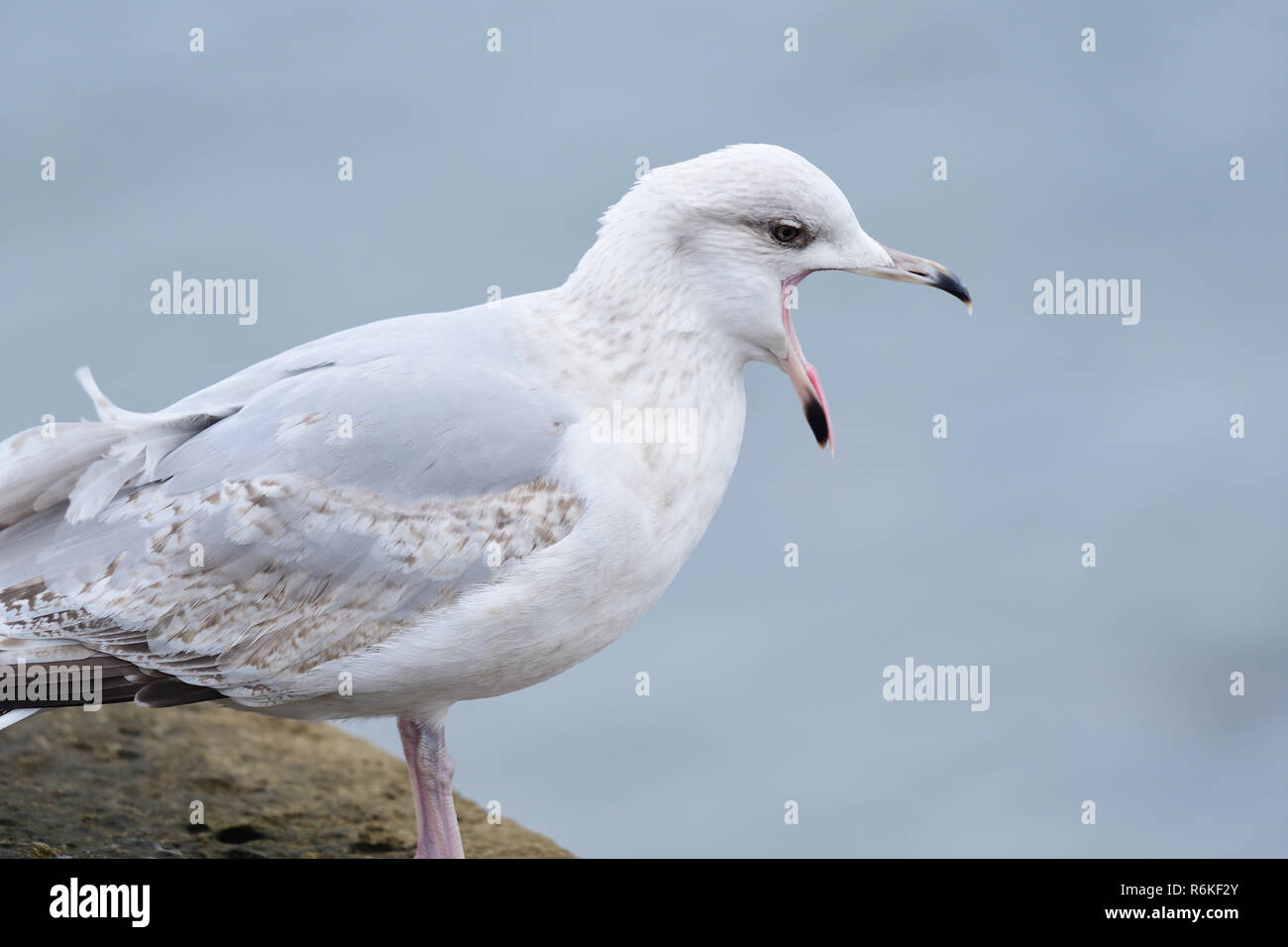 Squawking Bird Stock Photos & Squawking Bird Stock Images - Alamy