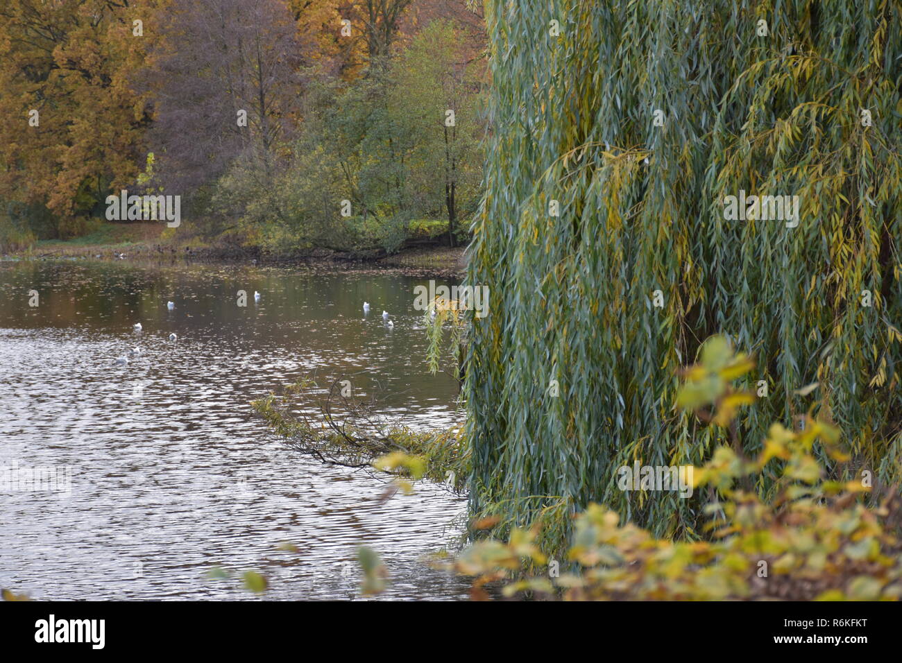Falling tree in lake Stock Photo - Alamy