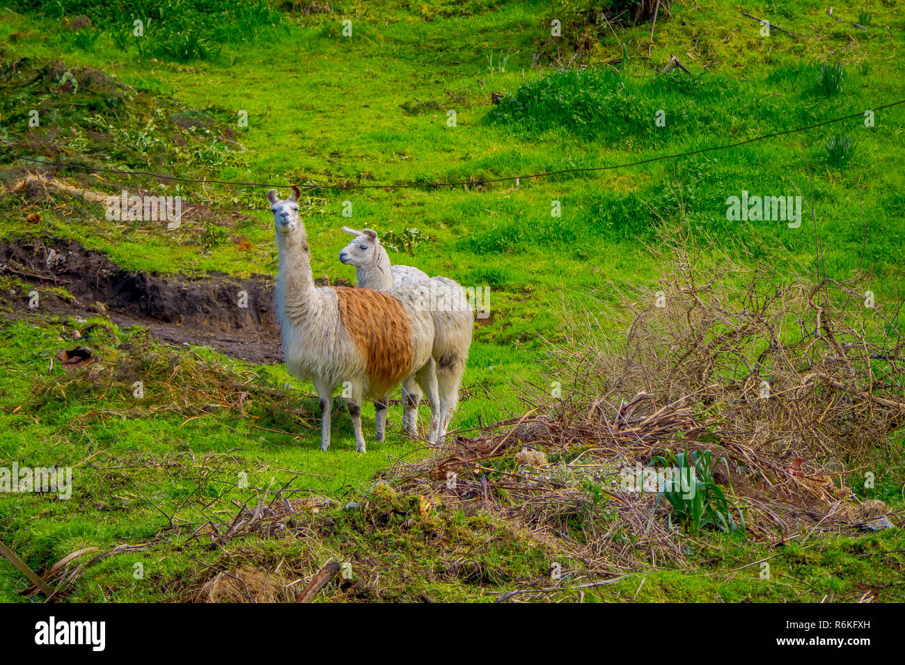 Gorgeous andean llamas eating the grassland in Chiloe, Chile Stock ...