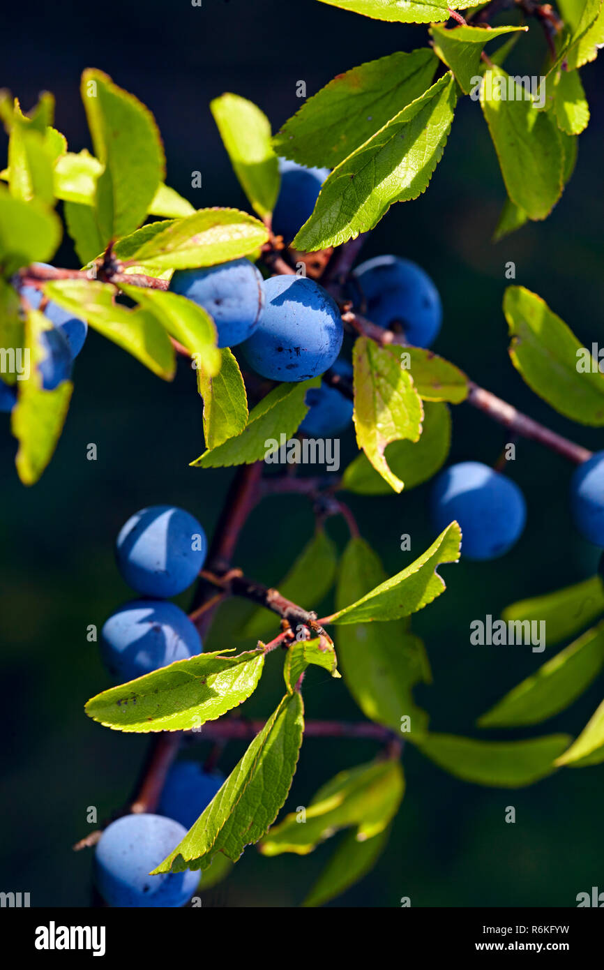 Sloe of europe hi-res stock photography and images - Alamy