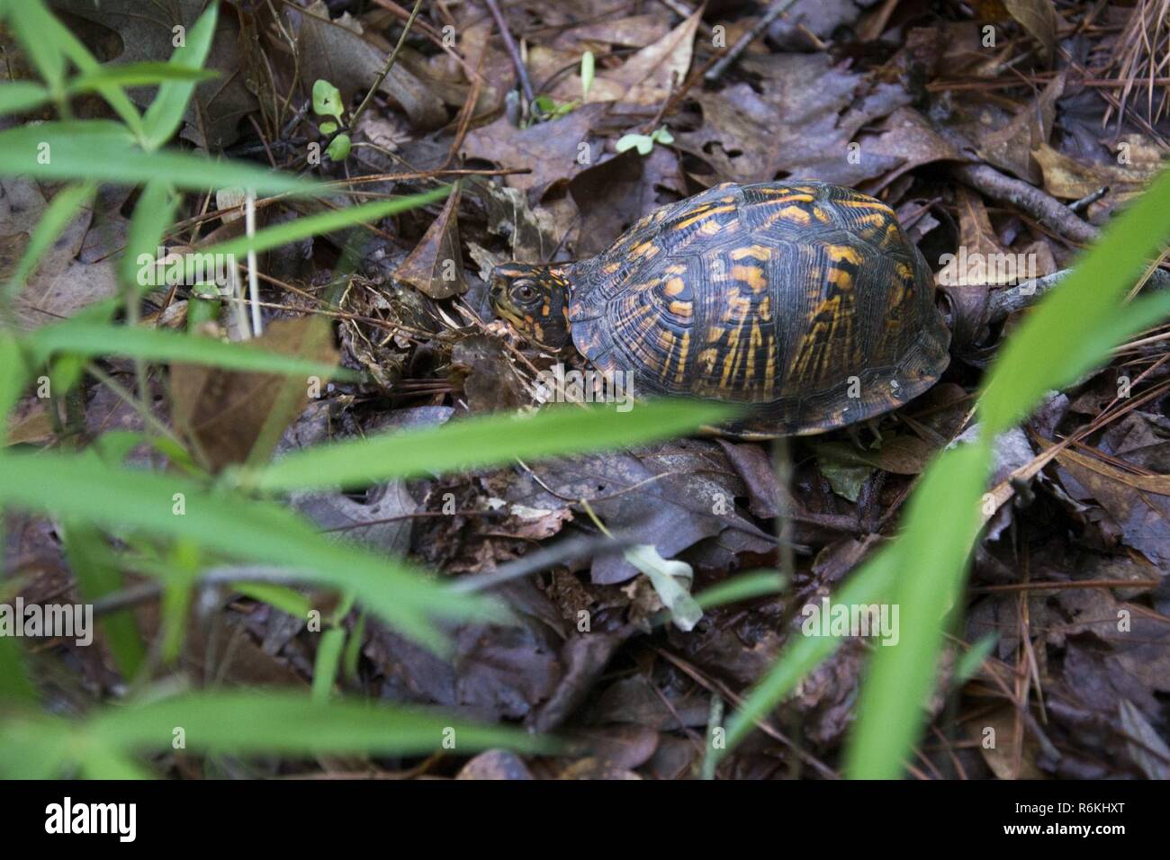 - VIRGINIA BEACH, Va. (May 24, 2017) An eastern box turtle returns into ...