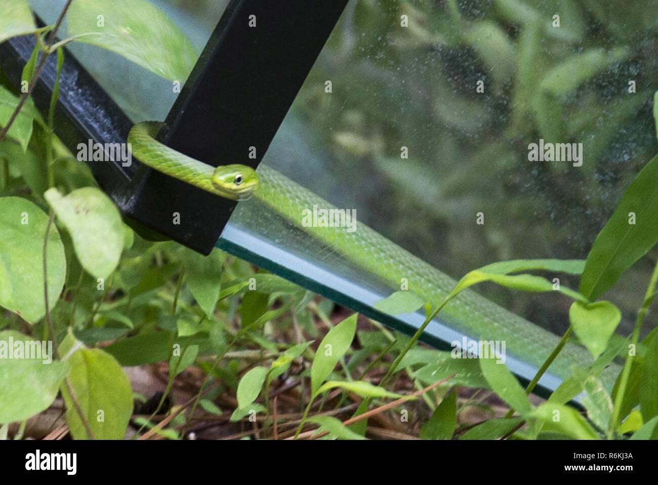 - VIRGINIA BEACH, Va. (May 24, 2017) A rough green snake returns into ...