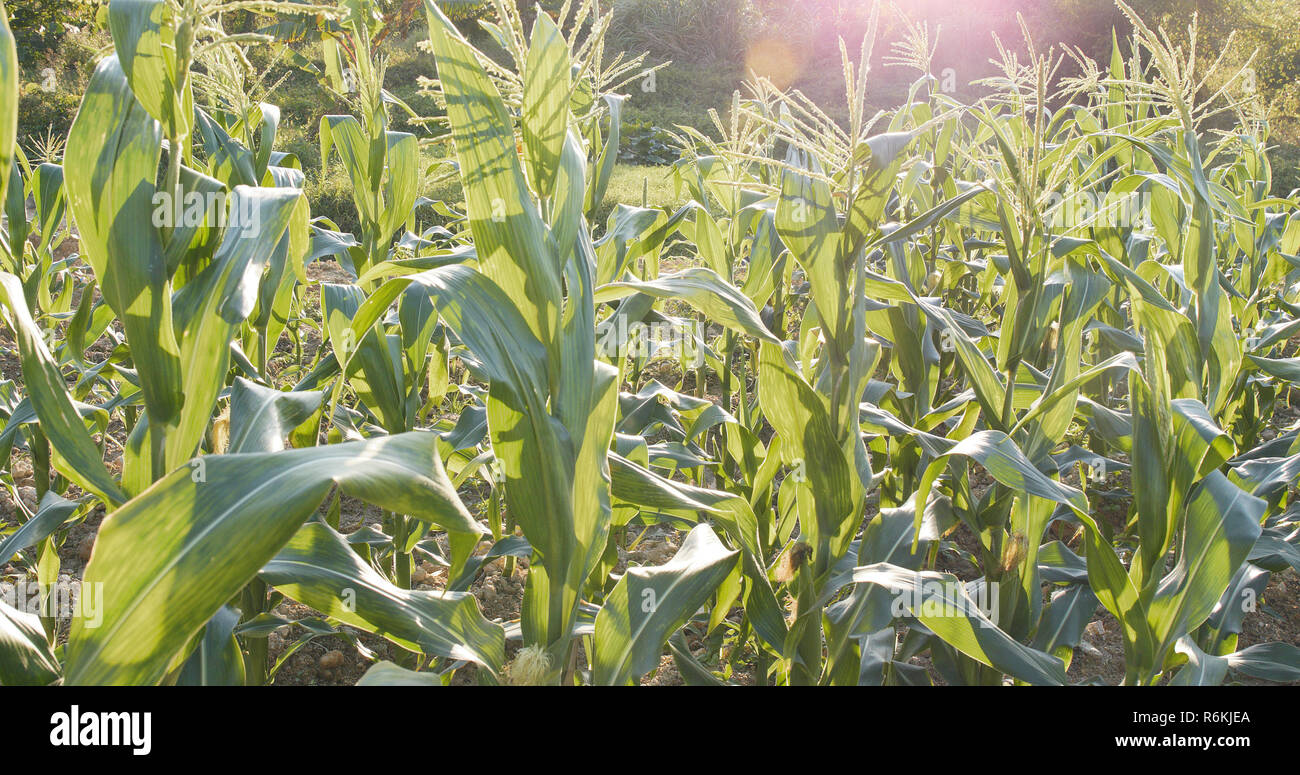 Corn plant field Stock Photo - Alamy