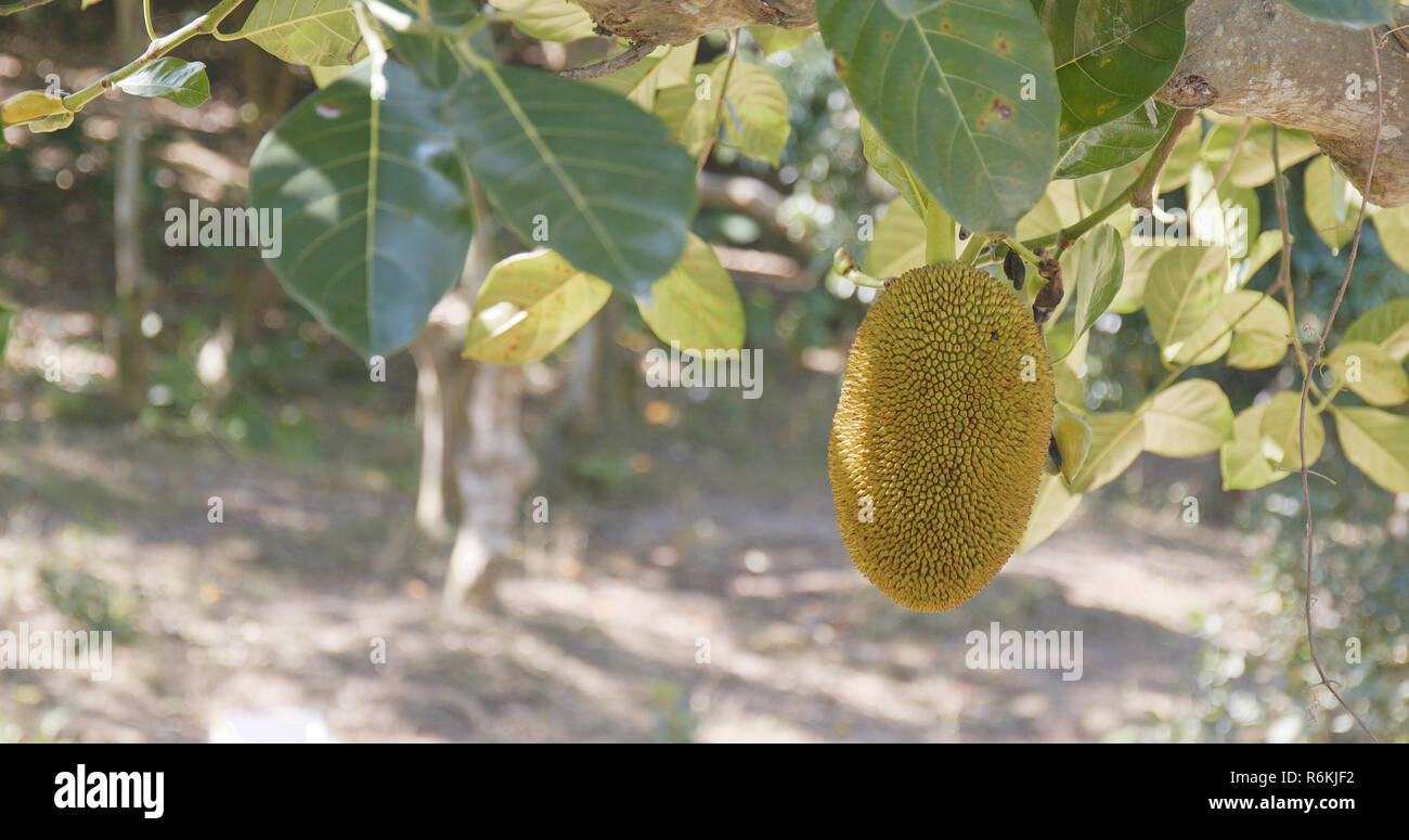 Jackfruit close up view hi-res stock photography and images - Alamy