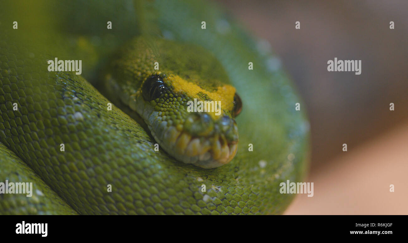 Green tree python Stock Photo - Alamy