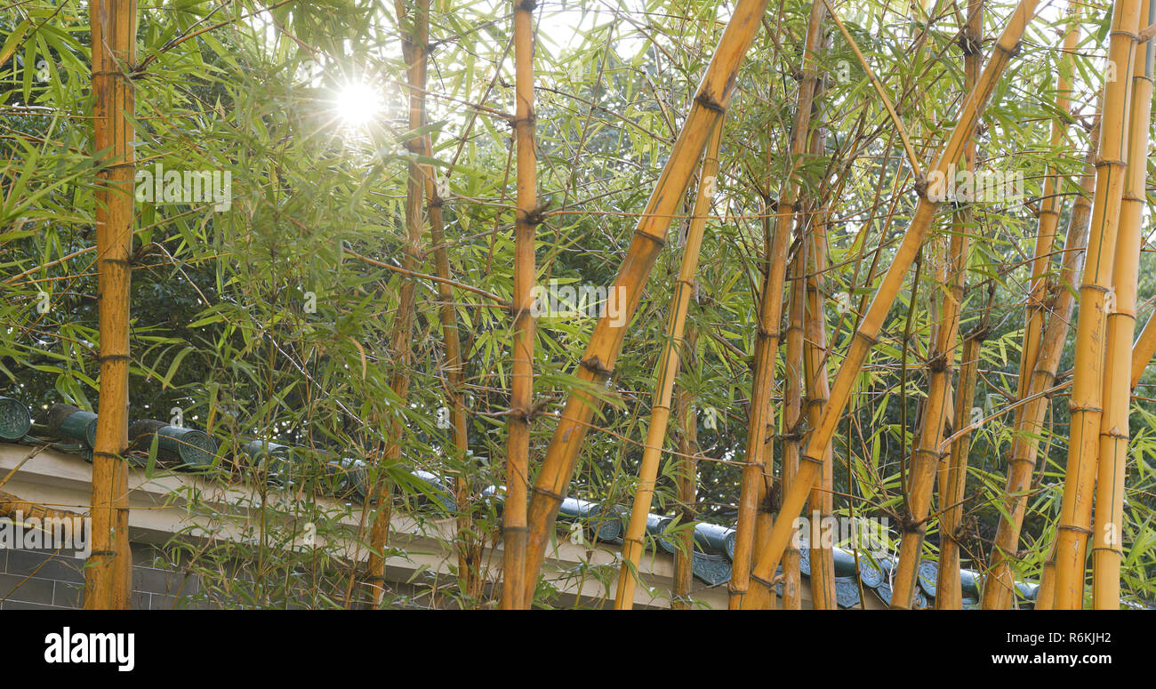 Green bamboo at outdoor Stock Photo - Alamy