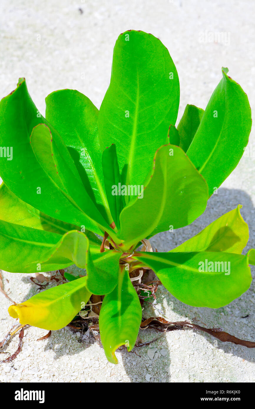 Rest in Paradise Stock Photo - Alamy