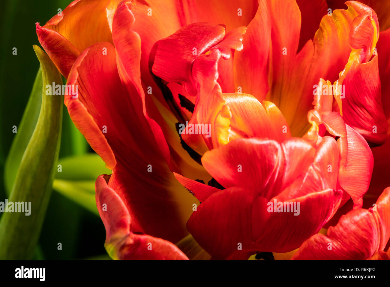 stuffed red tulip as a detail Stock Photo - Alamy
