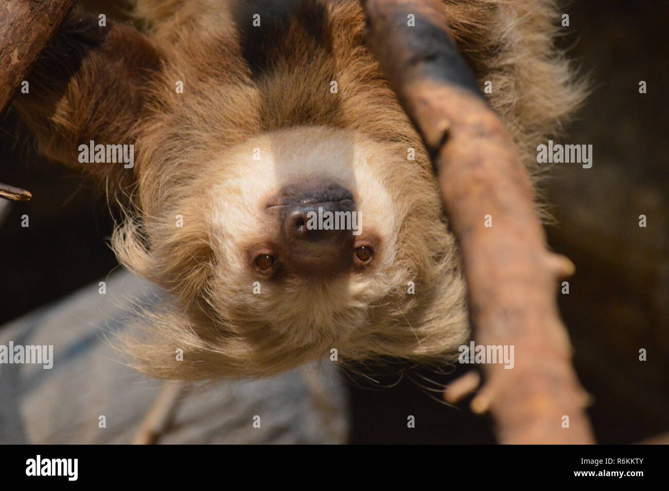 Sloth hanging on branch hi-res stock photography and images - Alamy