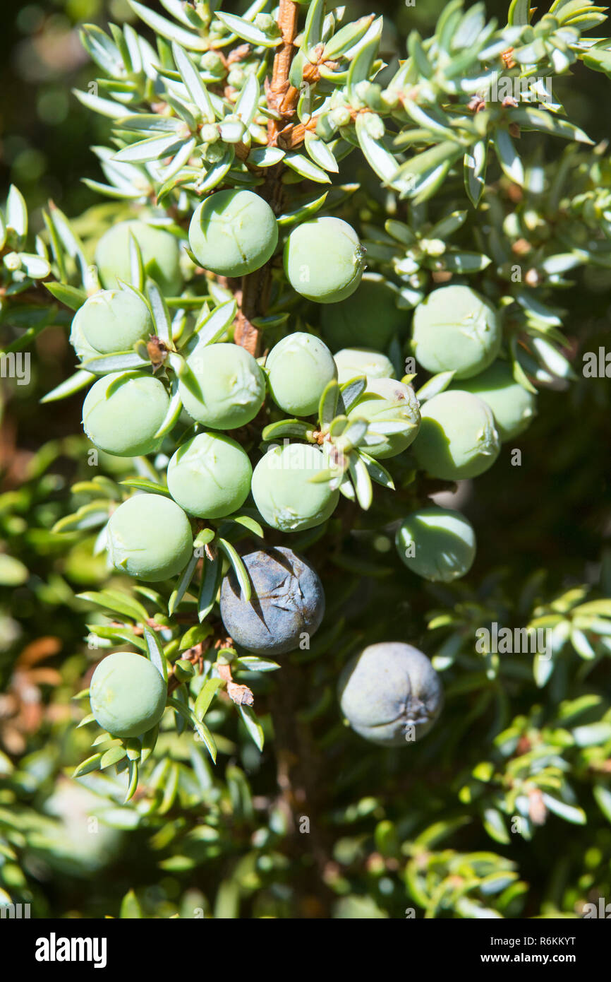 Macro close up juniper berries hi-res stock photography and images - Alamy