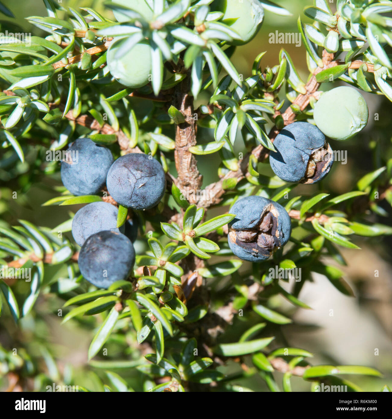 Macro close up juniper berries hi-res stock photography and images - Alamy