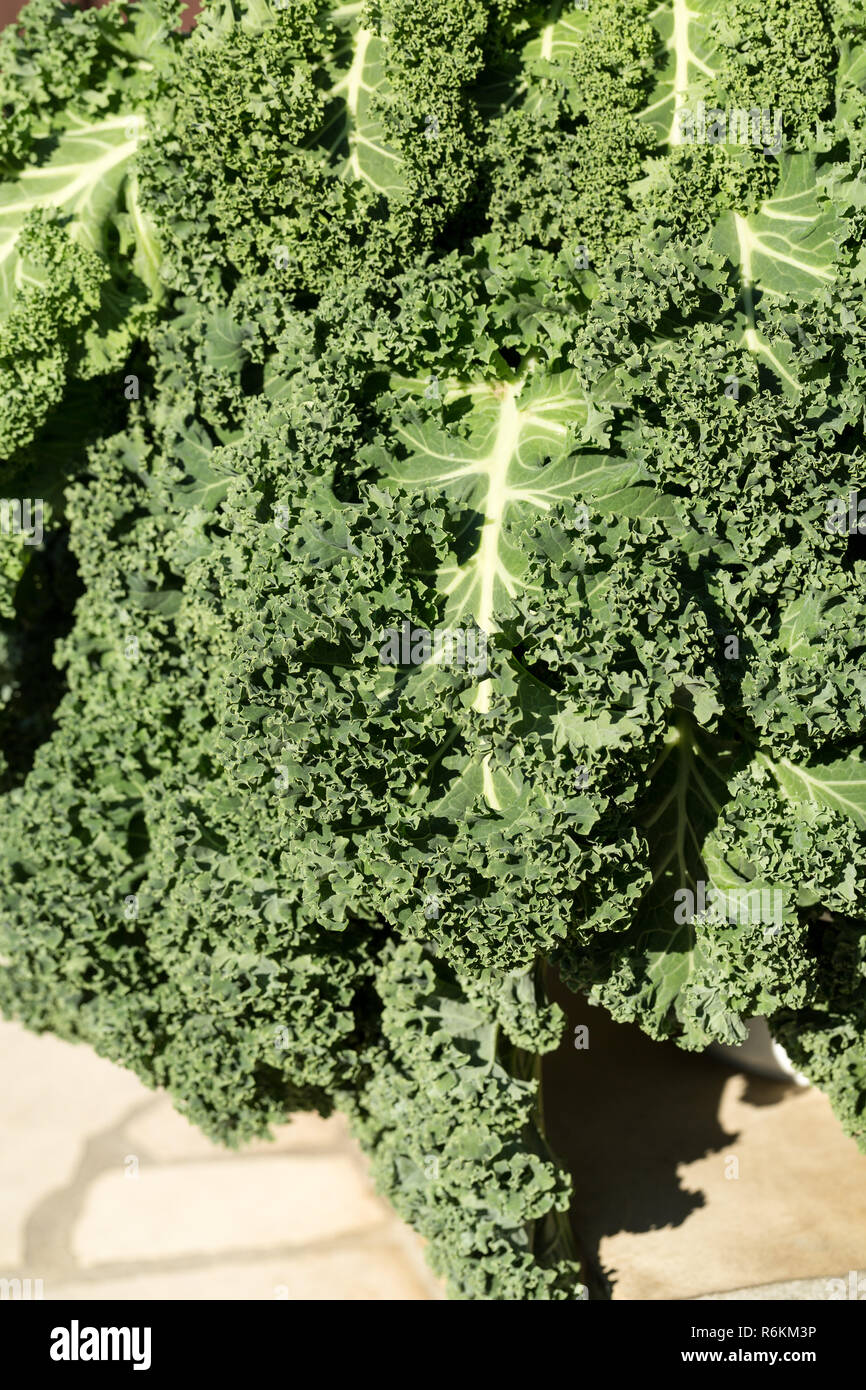 A healthy fresh curly kale Stock Photo - Alamy