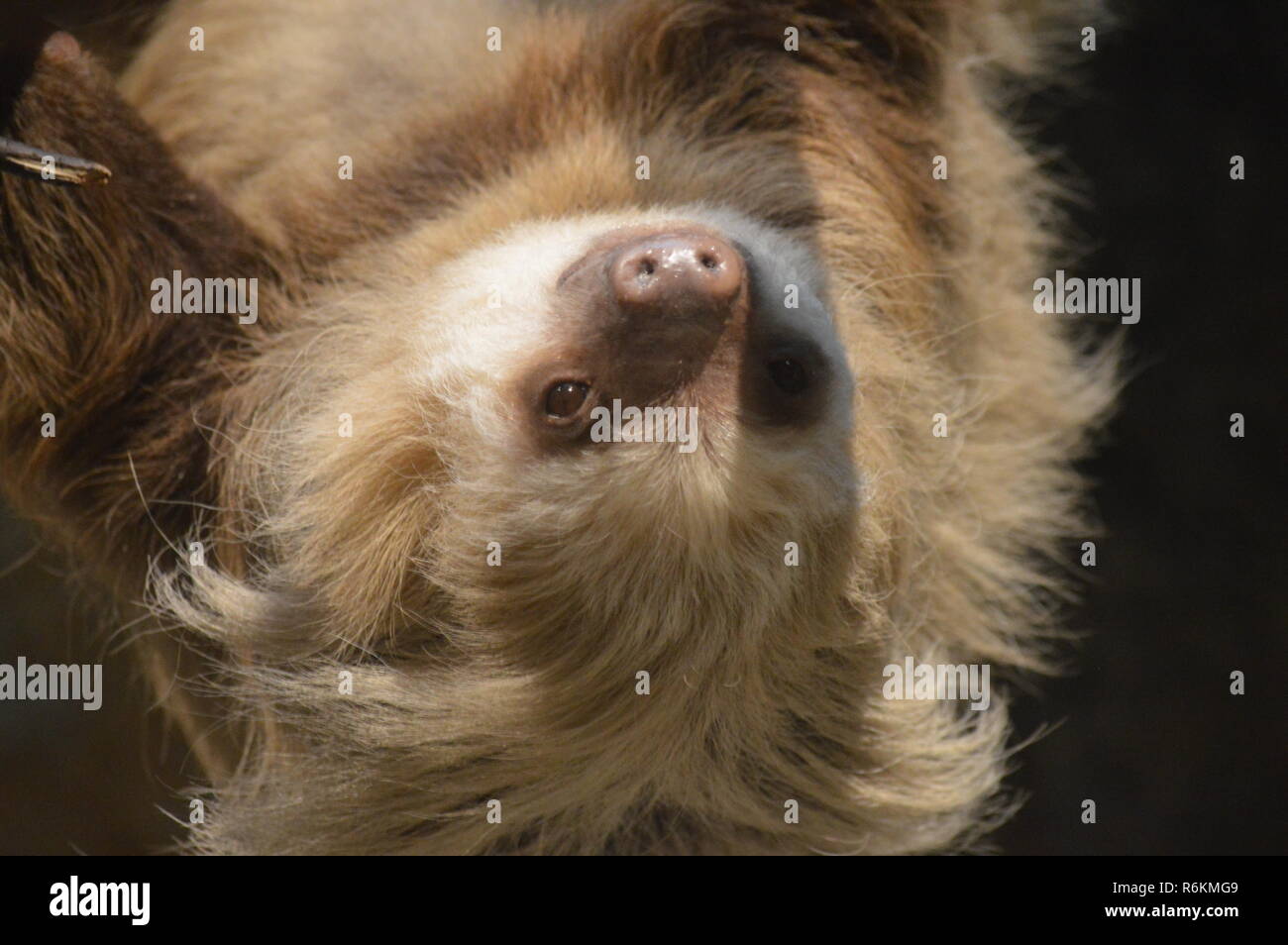 Sloth hanging on a branch Stock Photo - Alamy
