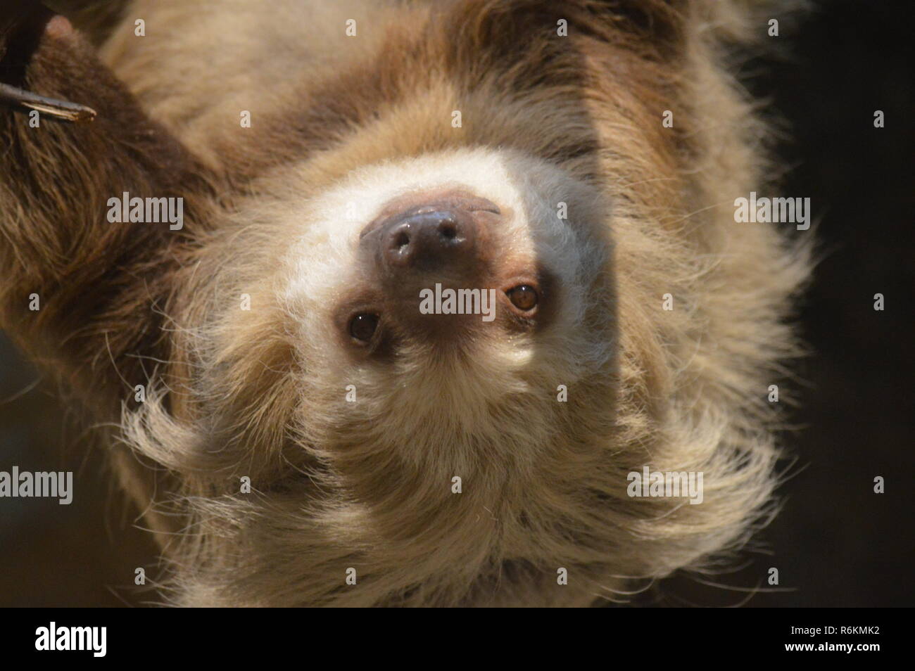 Sloth hanging on branch hi-res stock photography and images - Alamy