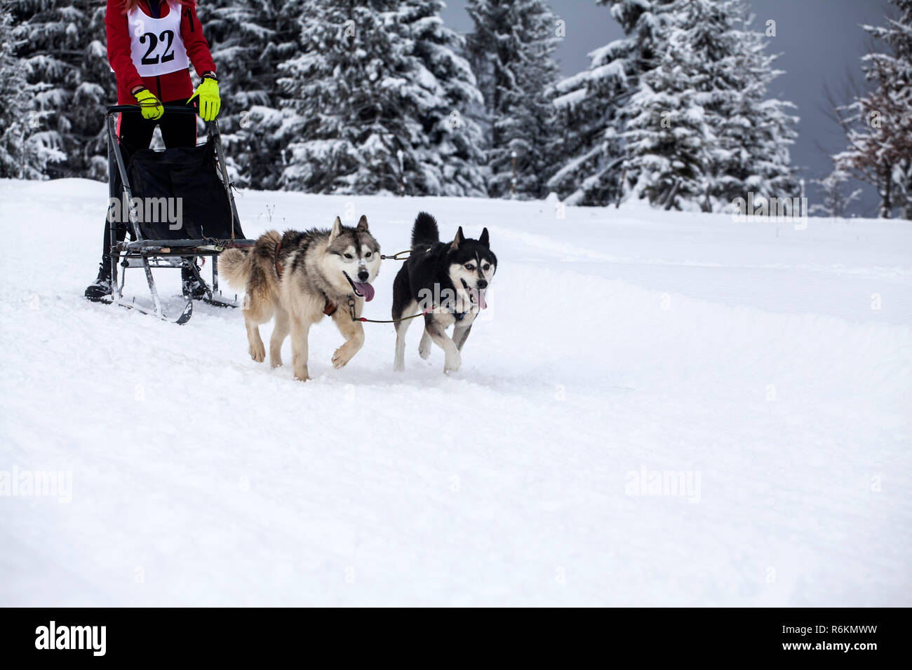 Race selections hi-res stock photography and images - Alamy