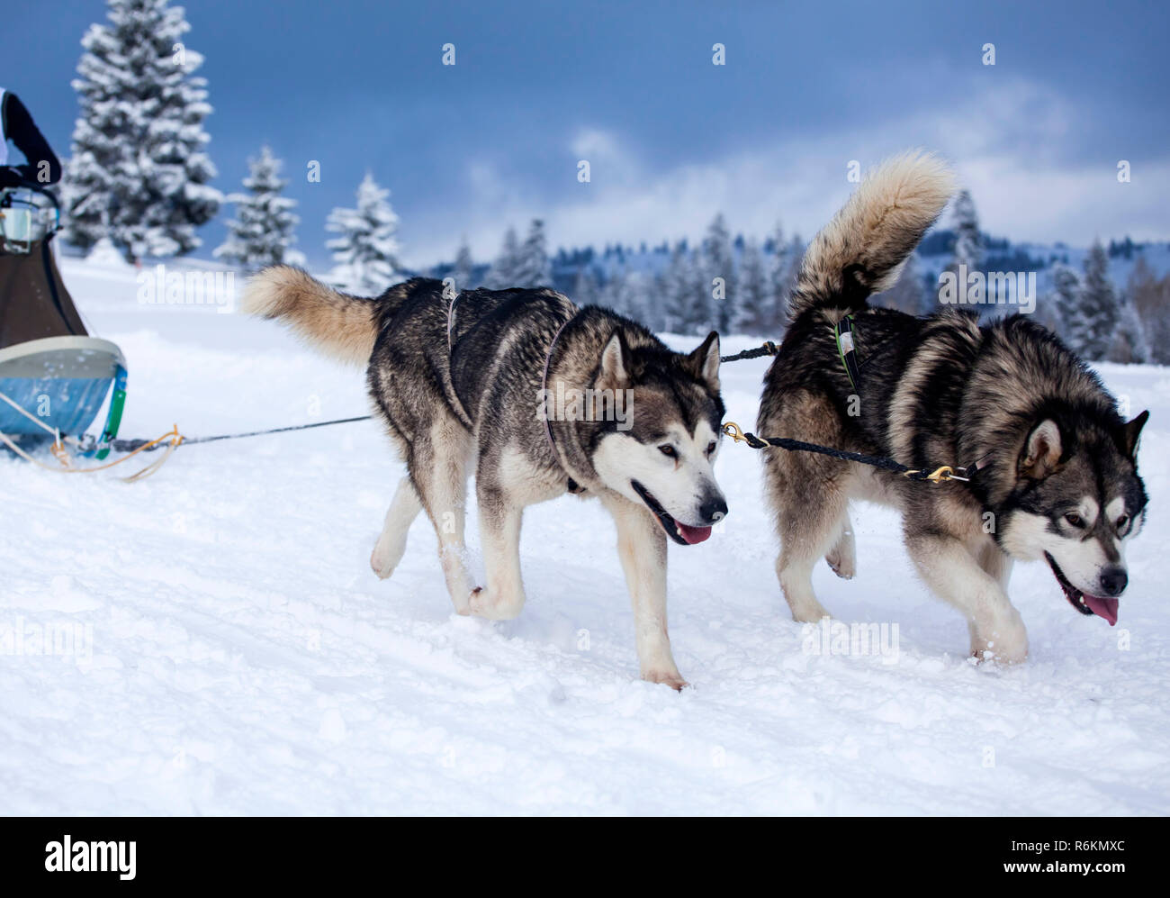Sleigh dog harness hi-res stock photography and images - Alamy