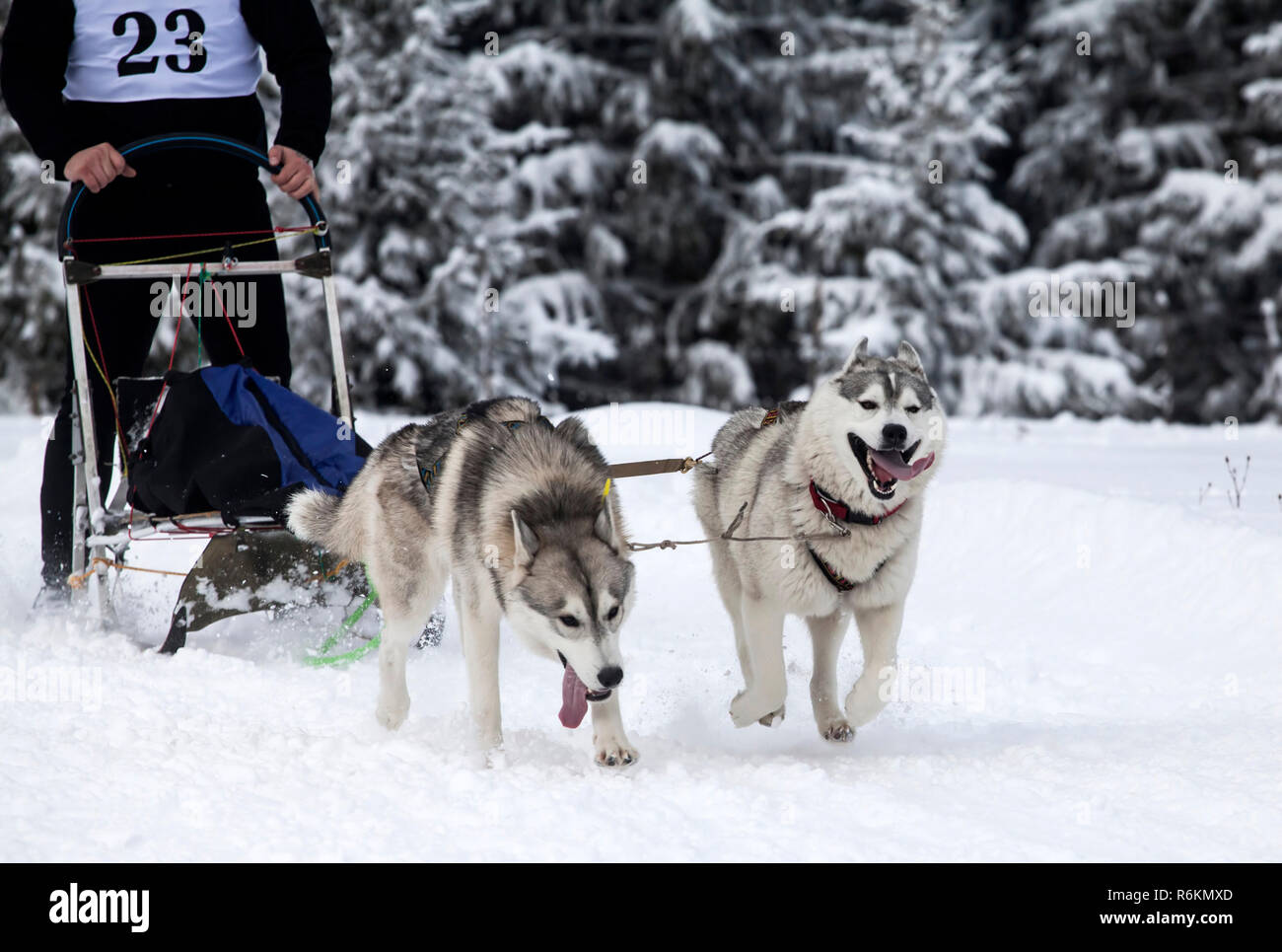Race selections hi-res stock photography and images - Alamy
