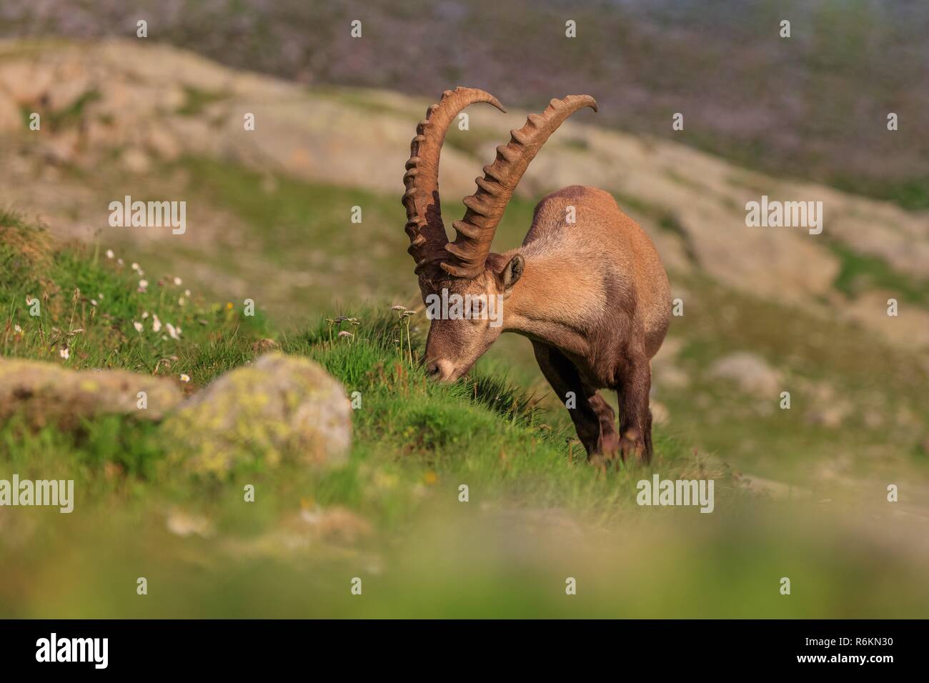 Ibex, Range of Mont Blanc, France Stock Photo - Alamy