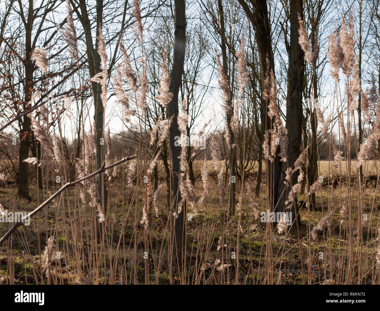 Golden colour reed leaves hi-res stock photography and images - Alamy