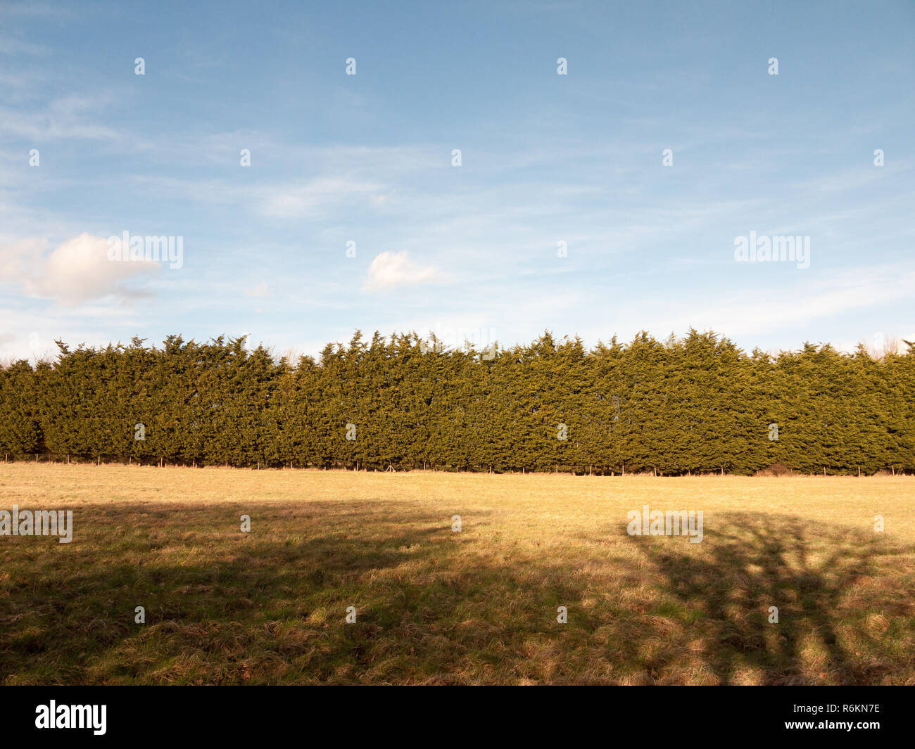 row of evergreen trees hedgerow large of grass field blue sky shadows ...