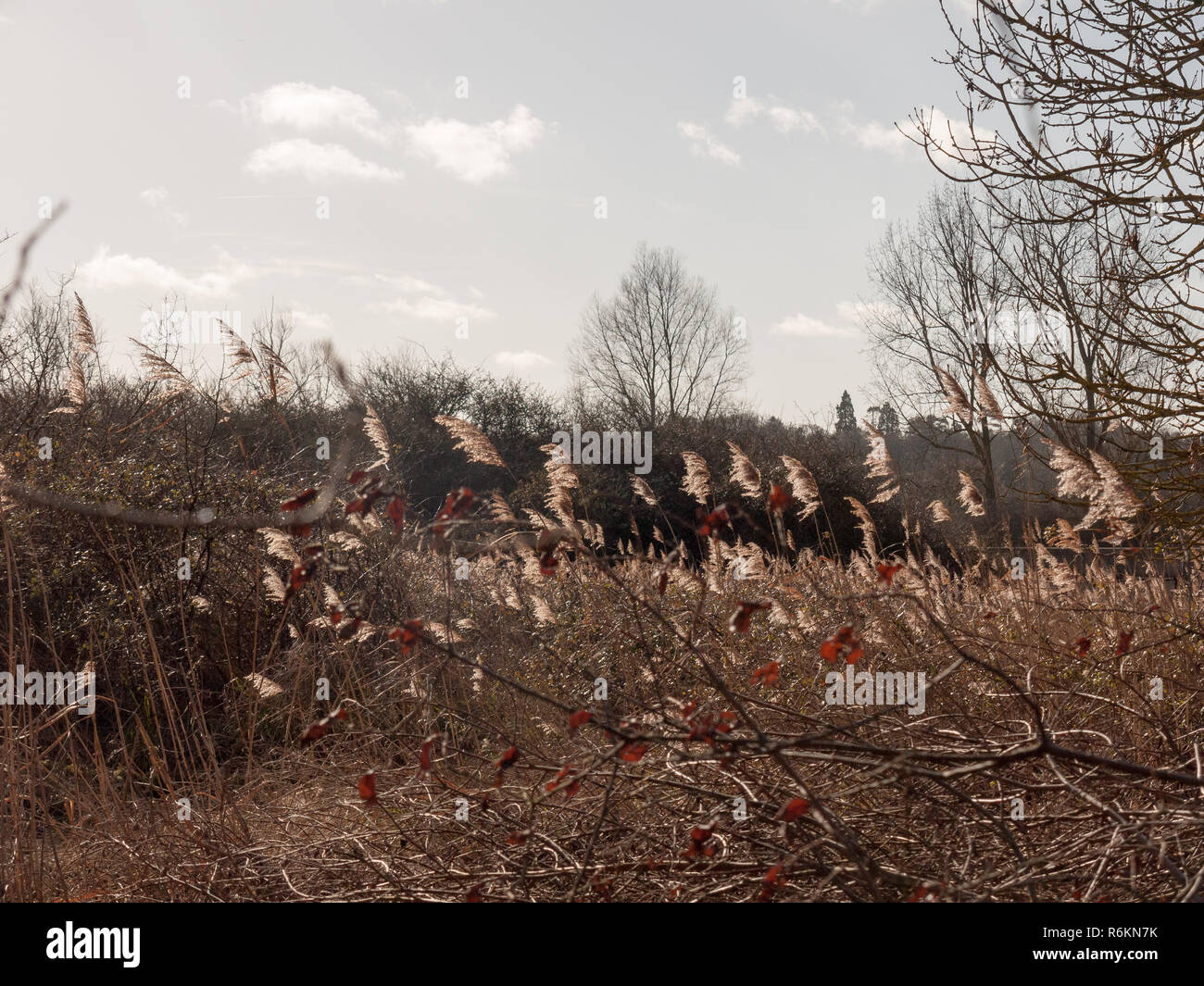 Side view grass and soil hi-res stock photography and images - Alamy