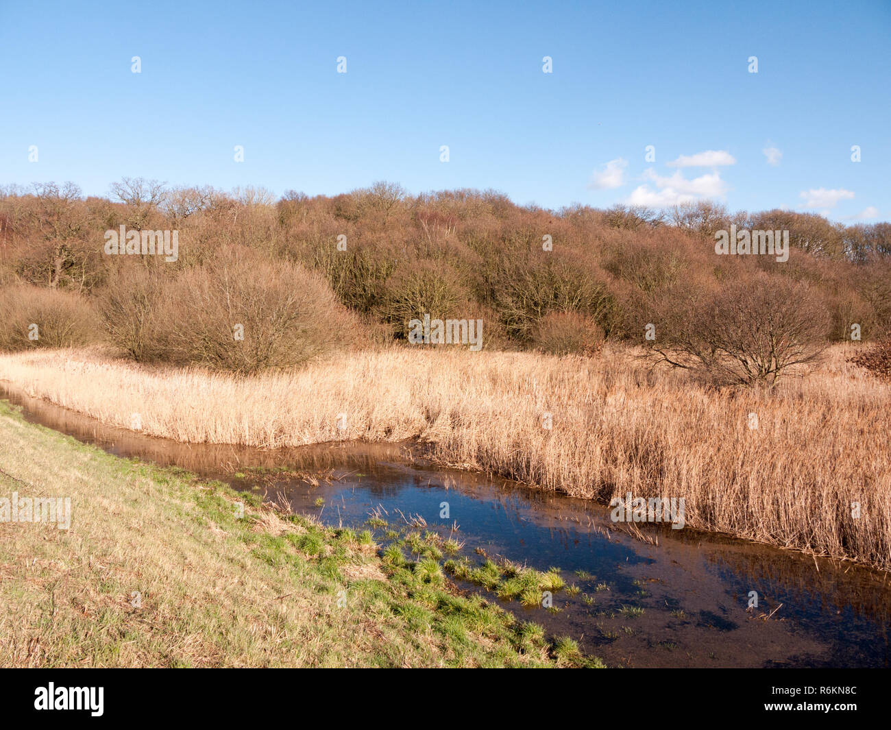 close up view of reeds outside growing in marshland nature reserve ...