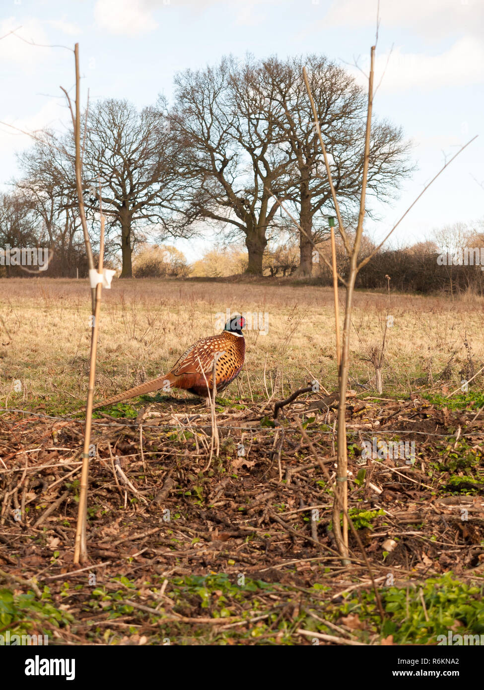 sideways close up view of male pheasant in farm field grazing Stock ...