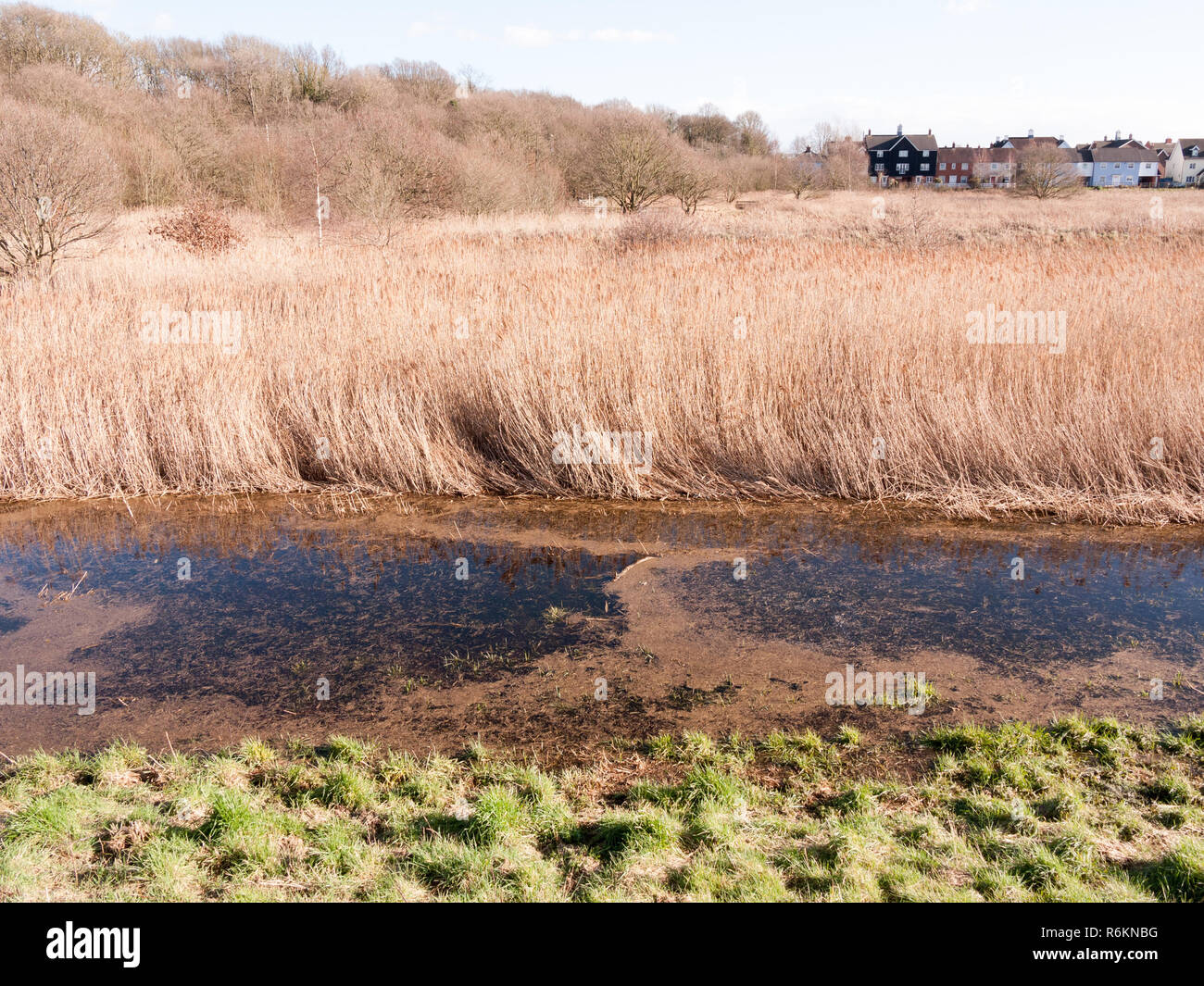 close up view of reeds outside growing in marshland nature reserve ...