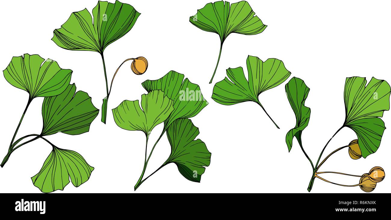 Vector Isolated ginkgo illustration element. Green leaf. Plant ...