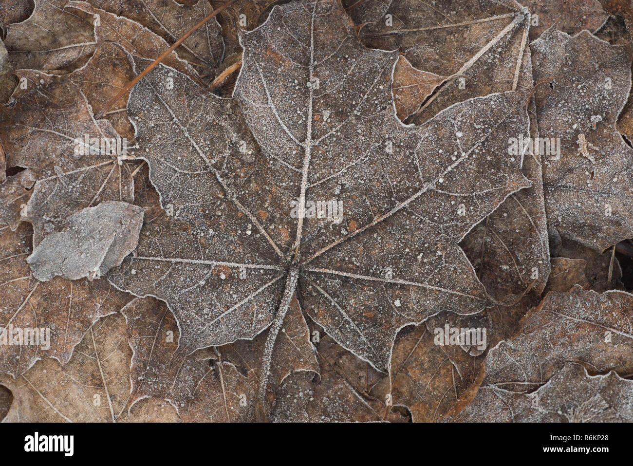 fallen maple maple leaf covered with hoar frost macro Stock Photo - Alamy