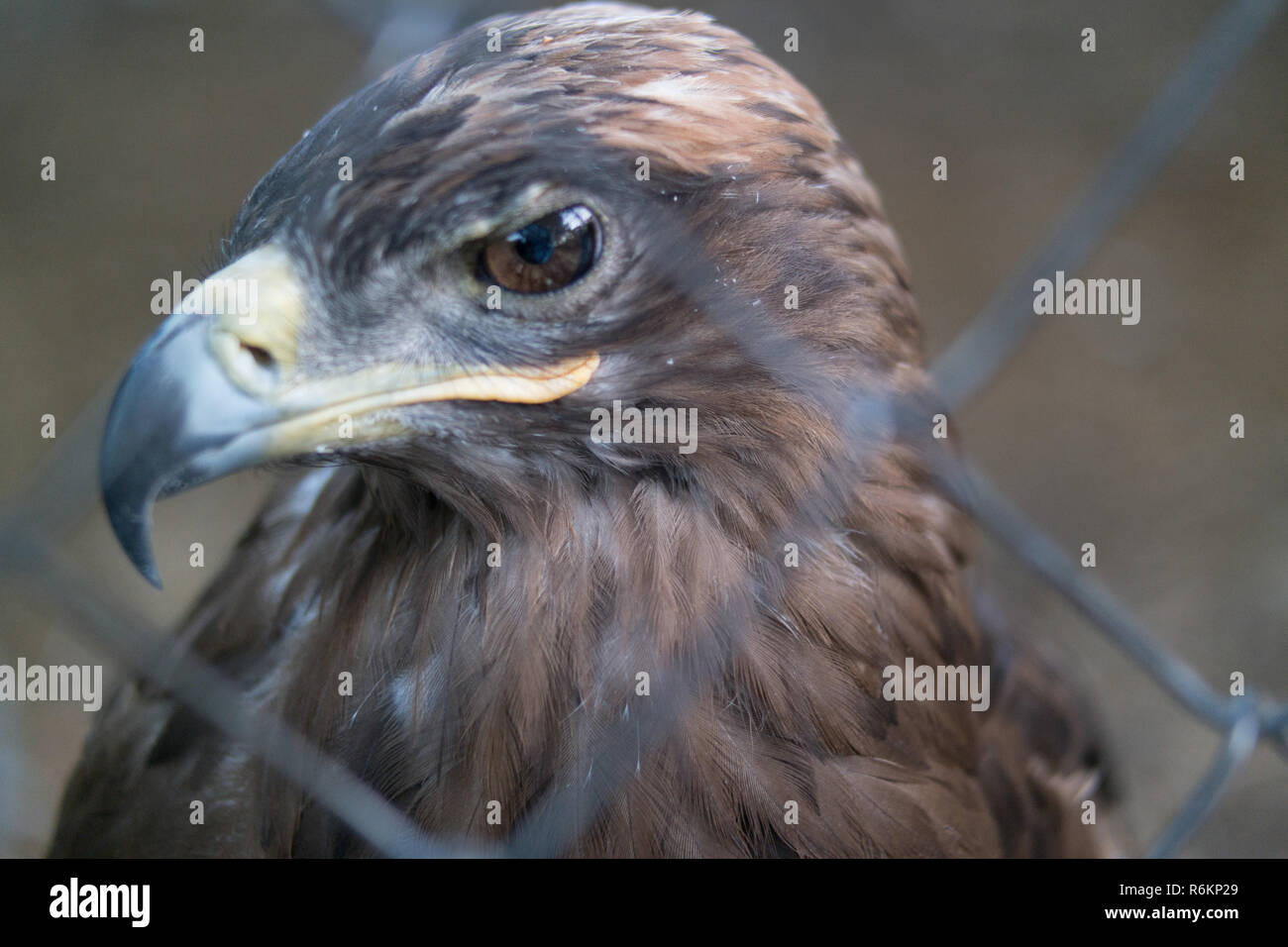 Eagle's head close up behind the zoo cage Stock Photo - Alamy