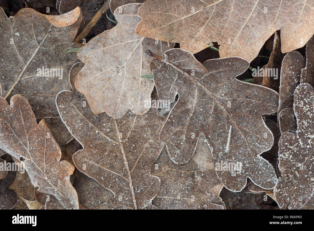 fallen oak leaves covered with hoar frost macro Stock Photo - Alamy