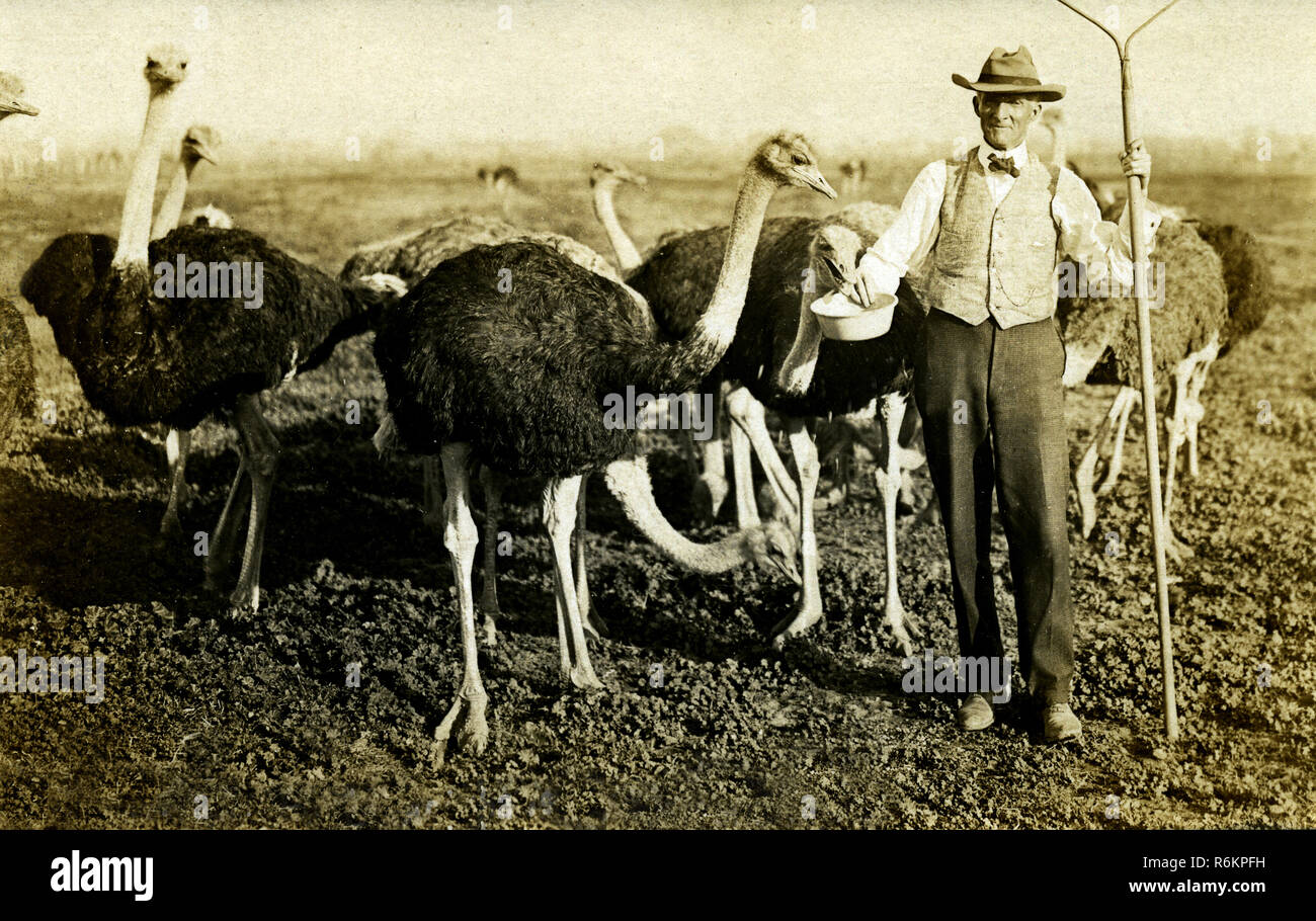 Farmer with Ostrich at Ostrich Farm, Phoenix, Arizona Territory Stock ...