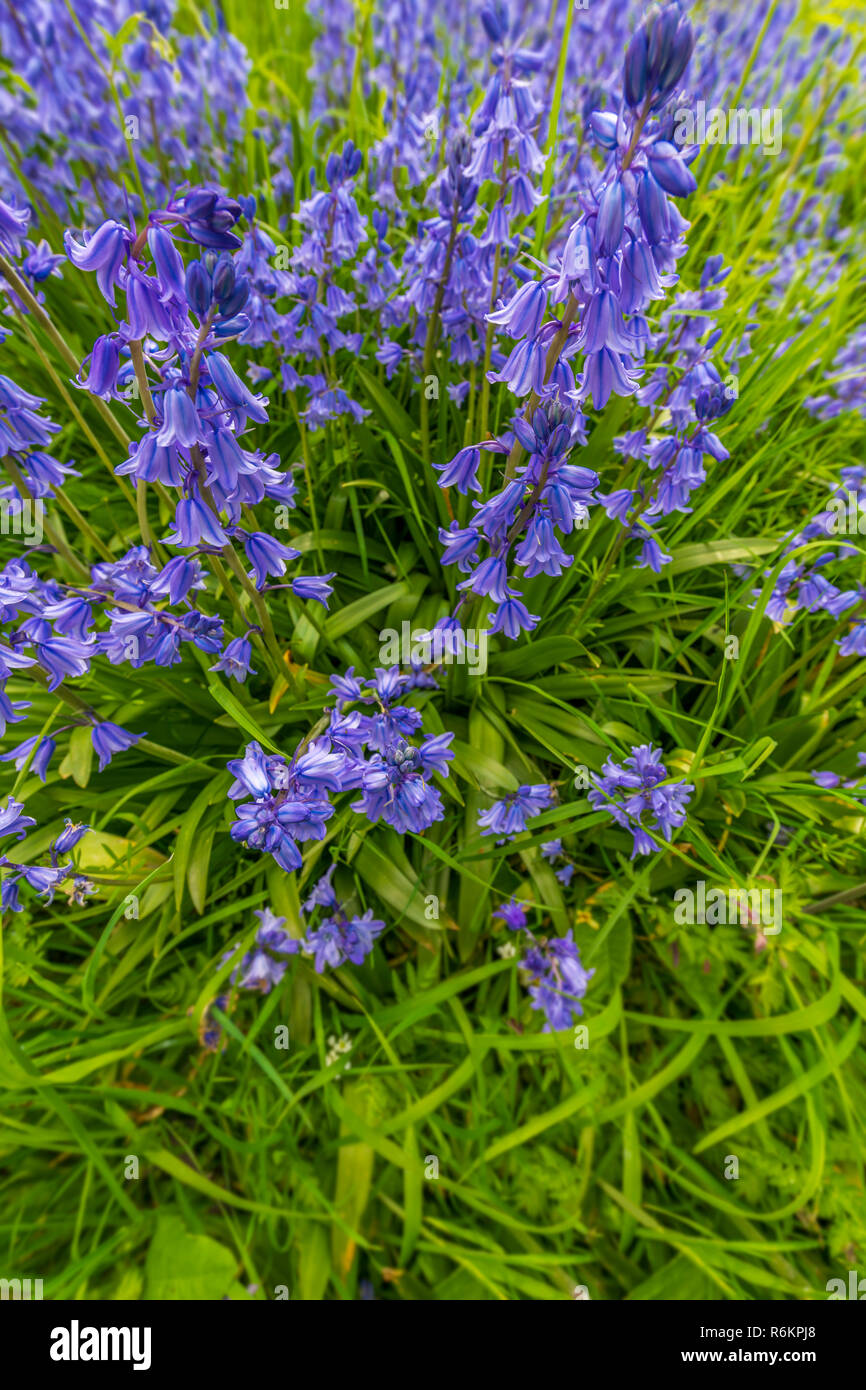 Native bluebells hi-res stock photography and images - Alamy