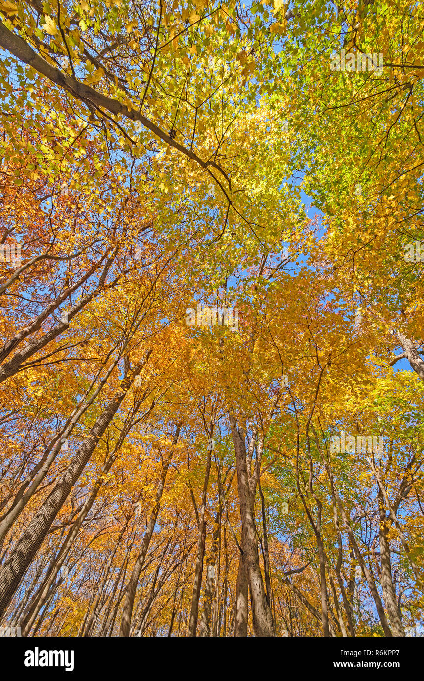 Colorful Forest Canopy in the Fall Stock Photo - Alamy