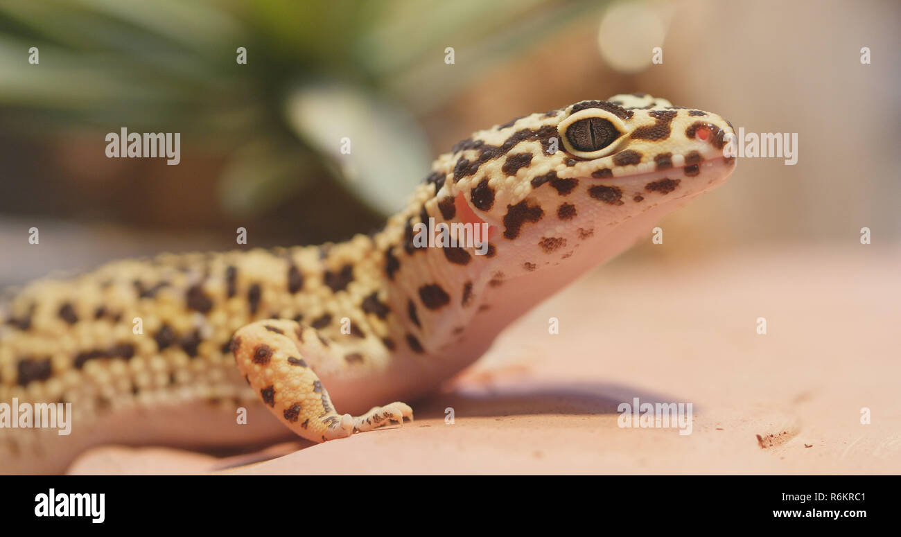 Yellow and brown spotted leopard Gecko Stock Photo - Alamy